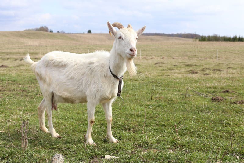 Geit stock afbeelding. Image of geiten, openlucht, slapend - 39626155