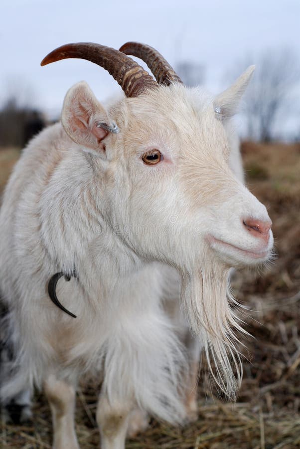 Geit stock afbeelding. Image of bont, dieren, zoogdier - 4114425