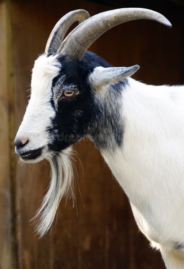Geit stock afbeelding. Image of hoorn, hoofd, geit, dierentuin - 4462039