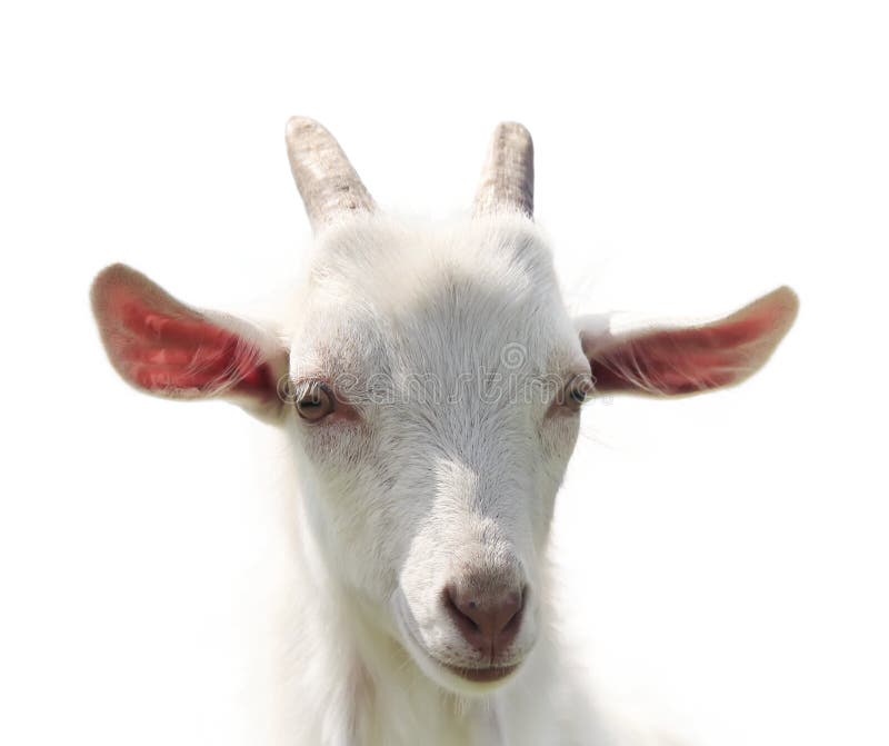 Geit stock foto. Image of weide, één, dieren, zoogdier - 20810818
