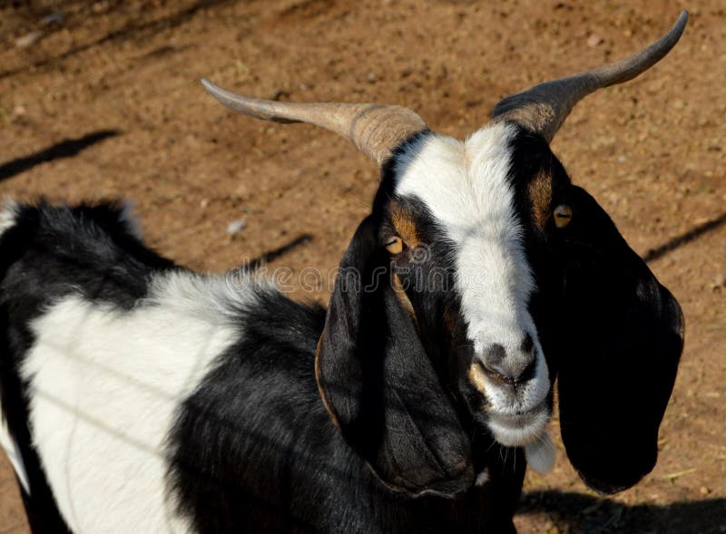Geit stock foto. Image of dier, geiten, geit, binnenlands - 49235986