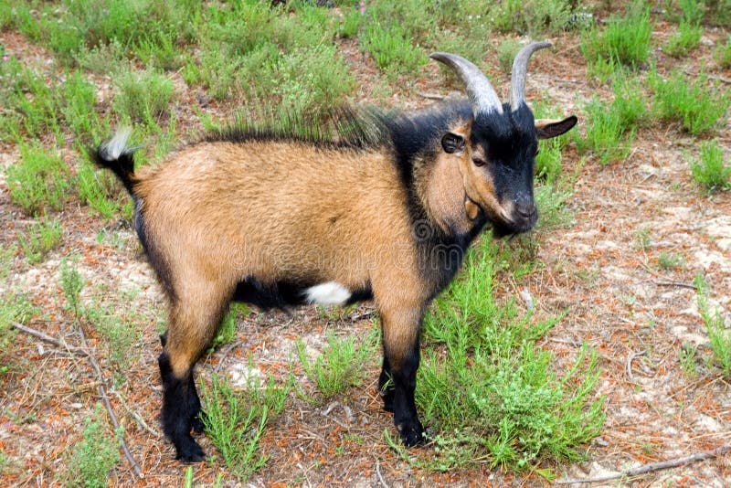 Geitebok stock foto. Image of geacclimatiseerd, vuil, landbouwbedrijf ...