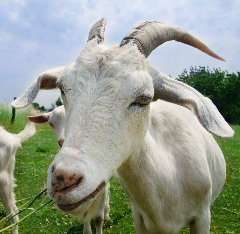 Geiten stock foto. Image of dieren, binnenlands, dier - 55133960