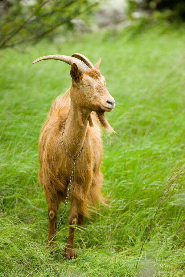 Geit stock foto. Image of kind, gras, zorg, geiten, baard - 622728