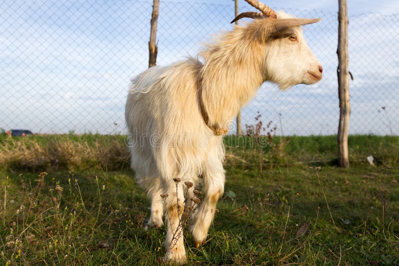Geit stock foto. Image of been, binnenlands, dier, huid - 64317218