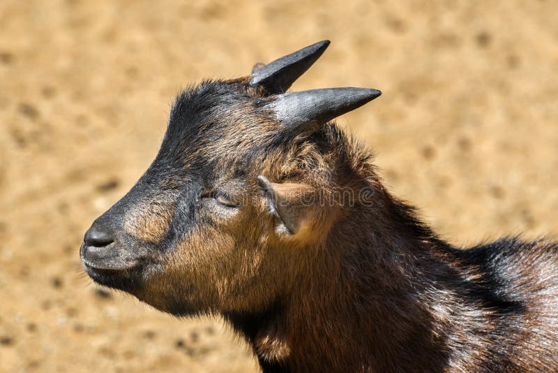 Geit stock foto. Image of binnenlands, achtergrond, seizoengebonden ...