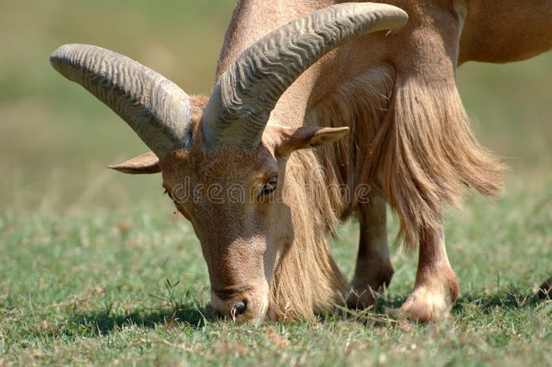 Geit stock foto. Image of sterk, dier, zoogdier, gehoornd - 971748
