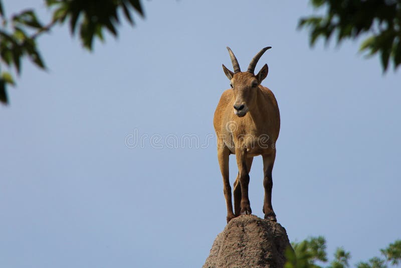 Siberische Steenbok Die Zich Bovenop Een Rots Bevinden, Die Downwar ...