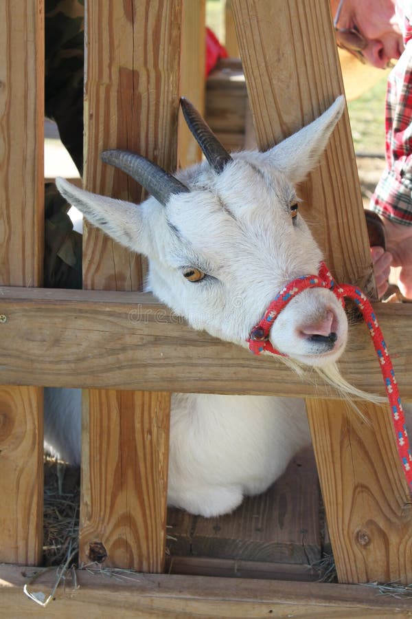 Het Werken Aan De Hoef Van Geiten Stock Afbeelding - Image of dier ...