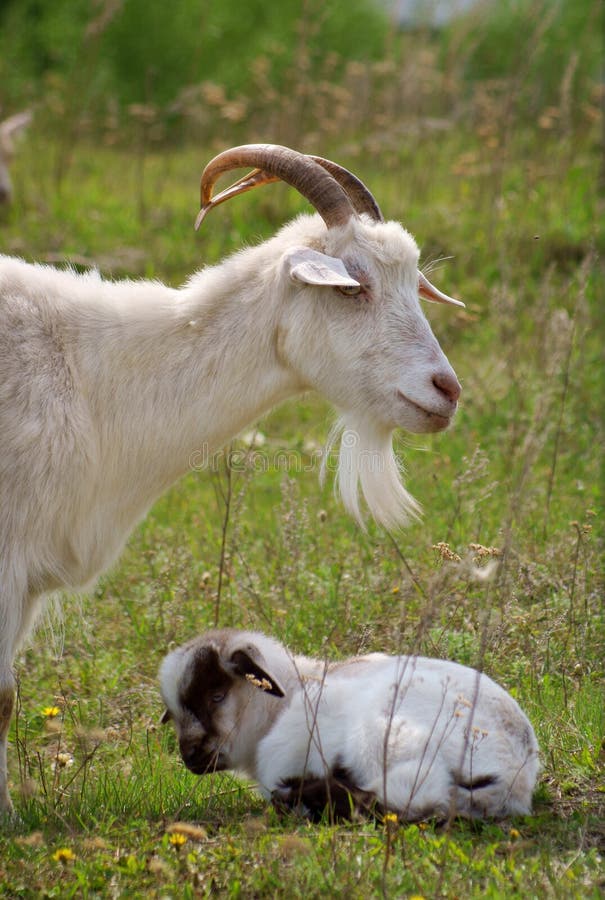 Twee Het Jonge Geiten Weiden Stock Afbeelding - Image of stel ...
