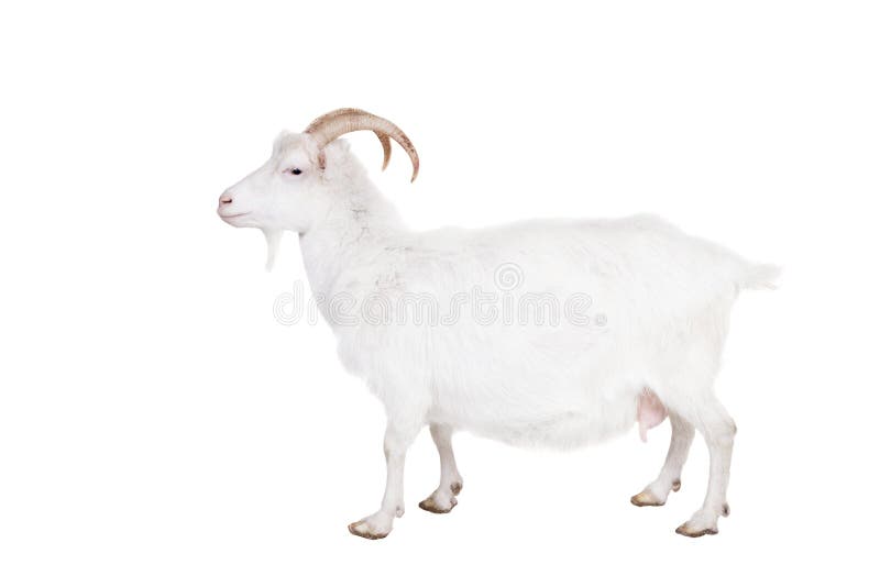 Geit Op Een Witte Achtergrond Stock Foto - Image of studio, status ...