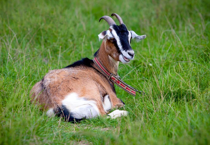 Grappige Landelijke Geitebok Op De Weide Stock Afbeelding - Image of ...