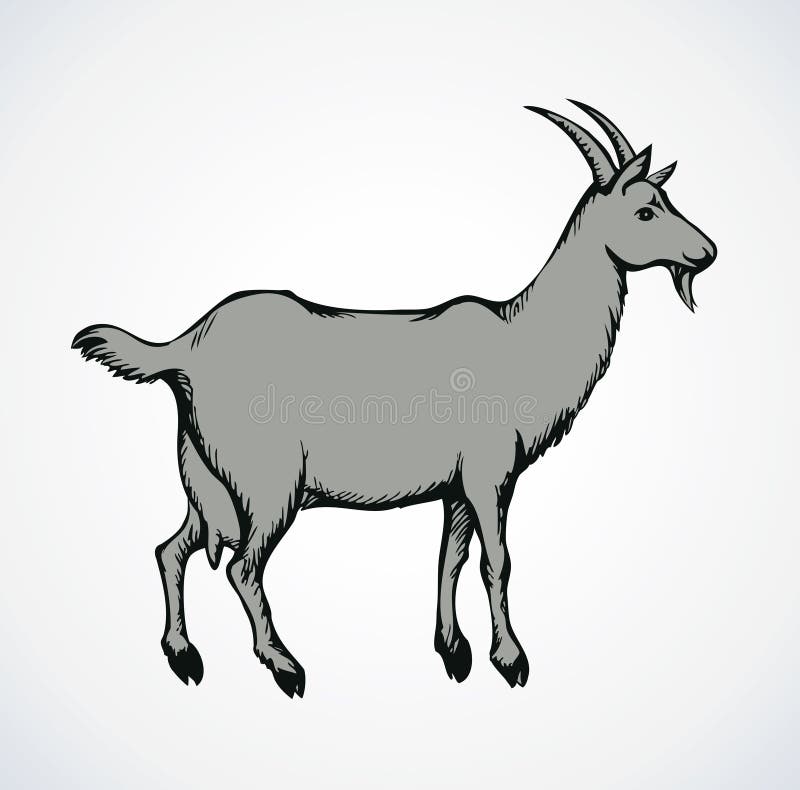 Geit Vector tekening vector illustratie. Illustration of agenda - 78558693