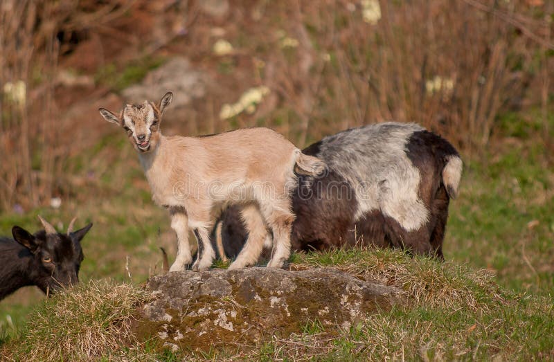 Geiten stock afbeelding. Image of geiten, weiland, kijk - 107939807