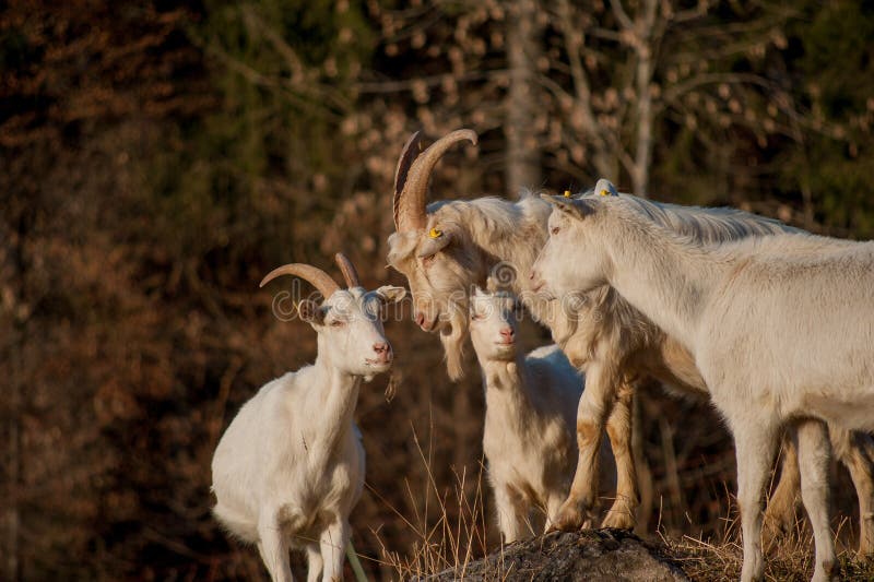 Geiten stock afbeelding. Image of reis, gras, zoogdier - 115056619
