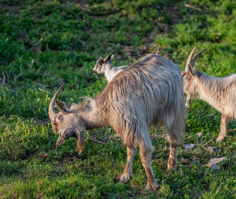 Geiten stock afbeelding. Image of geiten, weiland, kijk - 107939807
