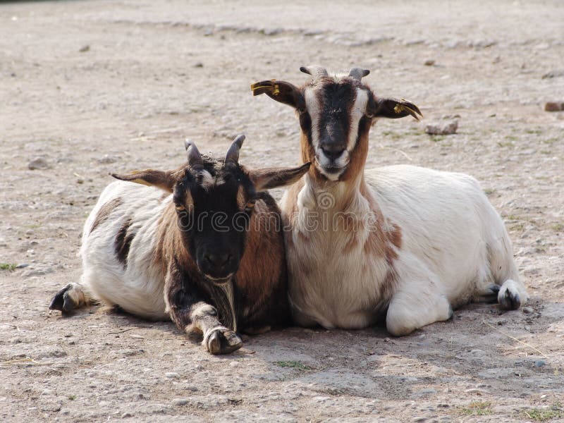 Een paar geiten stock afbeelding. Image of twee, neus - 12164211