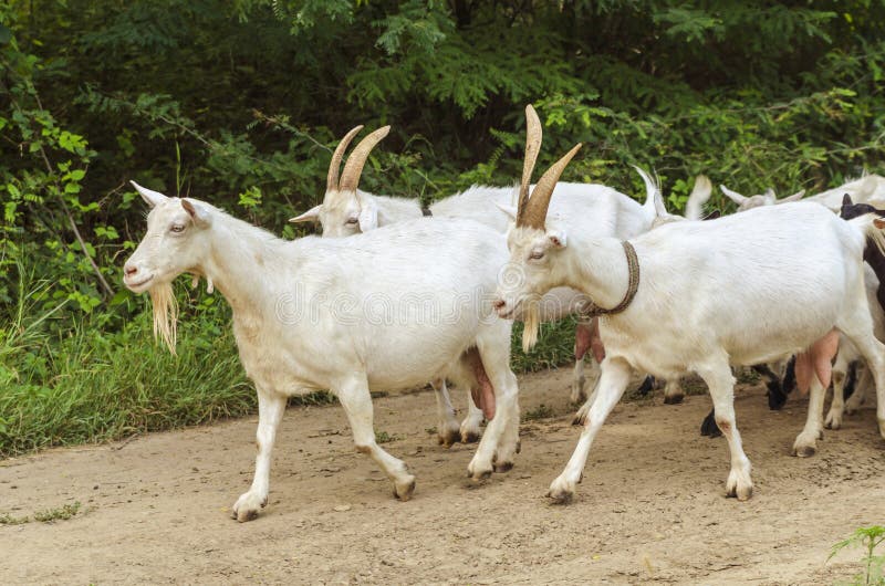 Geiten stock foto. Image of paard, horizontaal, dieren - 40814708
