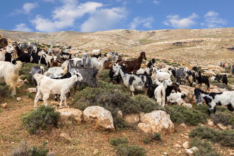 Geiten Die in De Bergen Van De Woestijn Weiden Stock Afbeelding - Image ...
