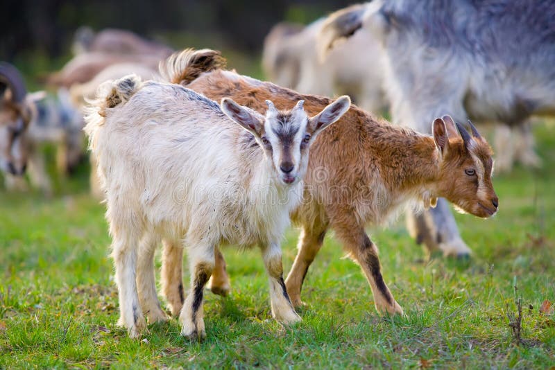 Geiten op de weide stock foto. Image of leuk, lente, grappig - 11619012