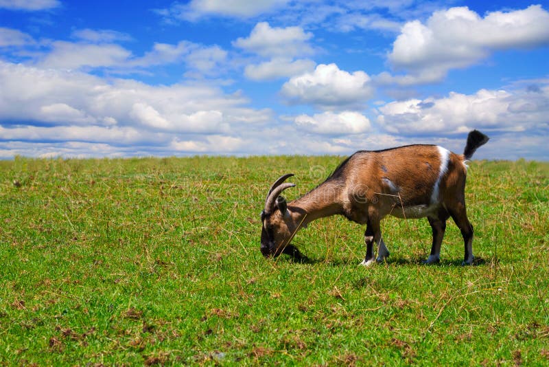 Geiten op de weide stock foto. Image of niemand, gras - 16917382