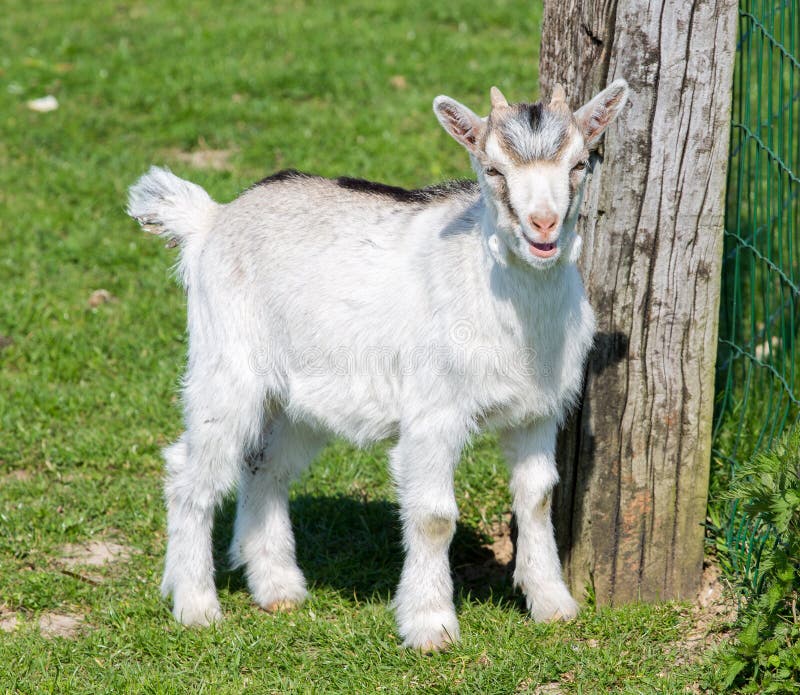 Geit met jong geitje stock foto. Image of gebied, groen - 37587704