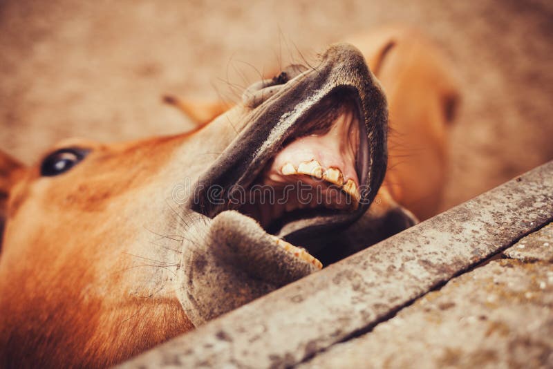 Gek Paard stock foto. Image of glimlach, lach, dier, gezicht - 1137210