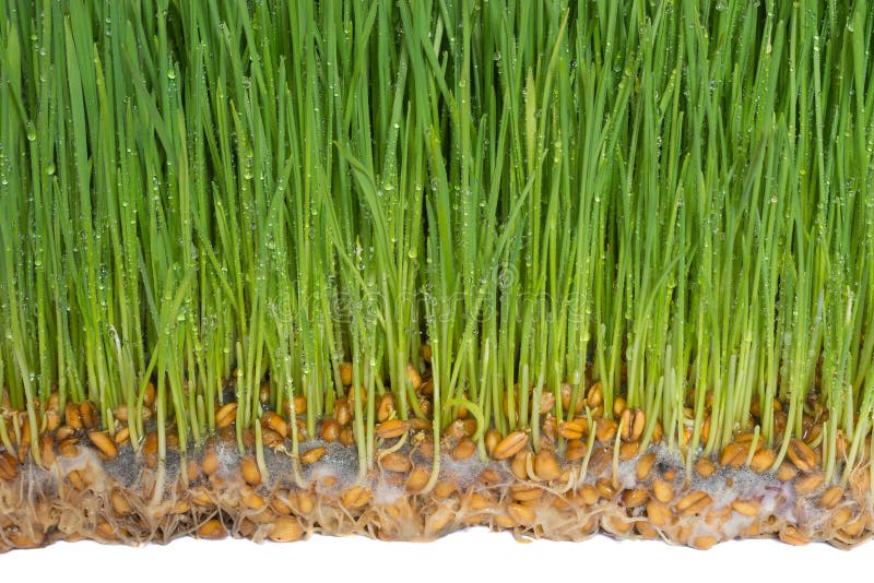 Gekeimte Weizensamen Mit Form Auf Wurzeln Stockbild - Bild von ...