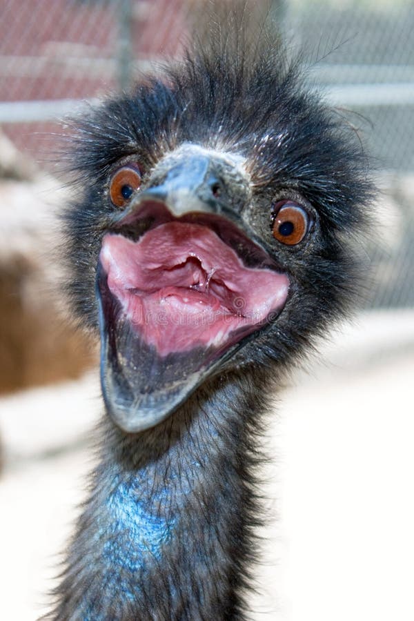 Gekke Emoe stock foto. Image of veren, lang, gezicht, onder - 9121266