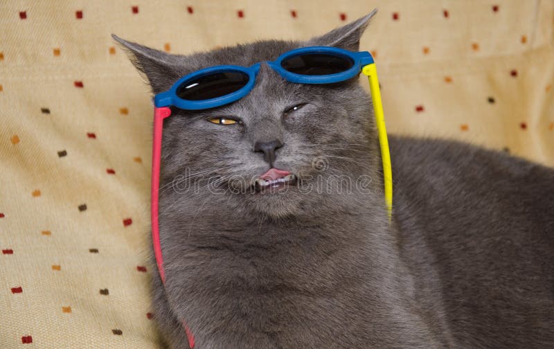 Het hoofd van de kat stock afbeelding. Afbeelding bestaande uit zwart ...