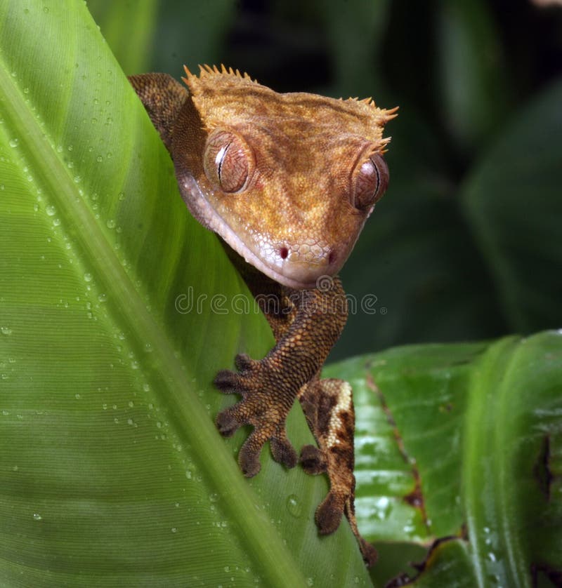 Gekko stock foto. Image of hoofd, ogen, water, geschubd - 10849408