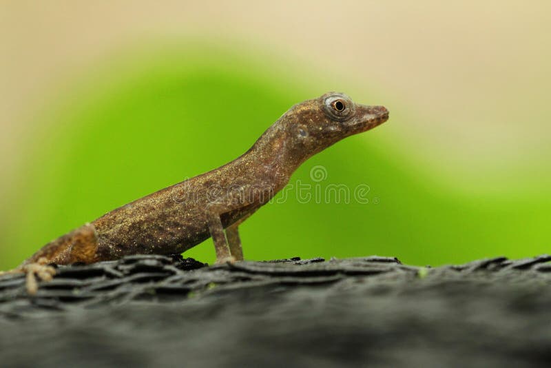 Gekko stock image. Image of lissotriton, salamandridae - 26186209
