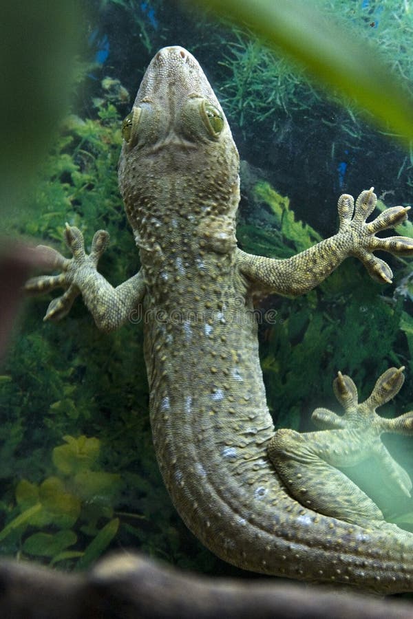 Gekko Picture. Image: 869333