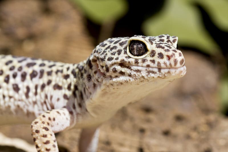 Gekko stock foto. Image of achtergrond, waterspuwer, reptiel - 9859844
