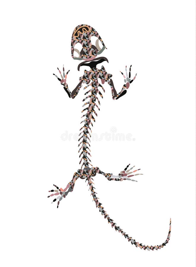 Gecko Skeleton Stock Illustrations – 31 Gecko Skeleton Stock ...