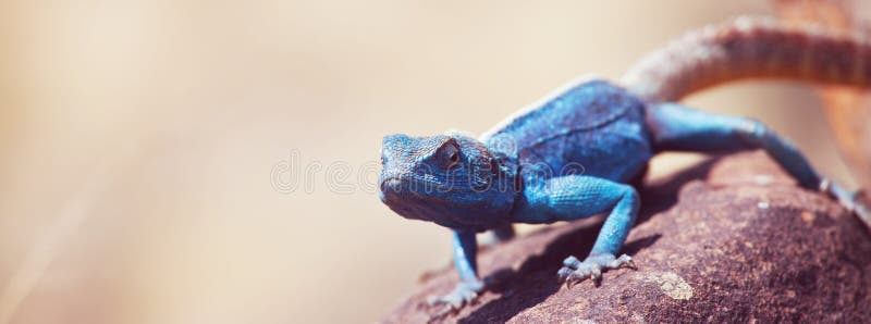 Gekko stock photo. Image of blue, head, bright, reptilian - 192842922