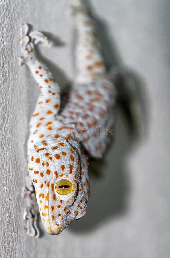 Gekko gecko stock photo. Image of reflection, brown, mouth - 35768118