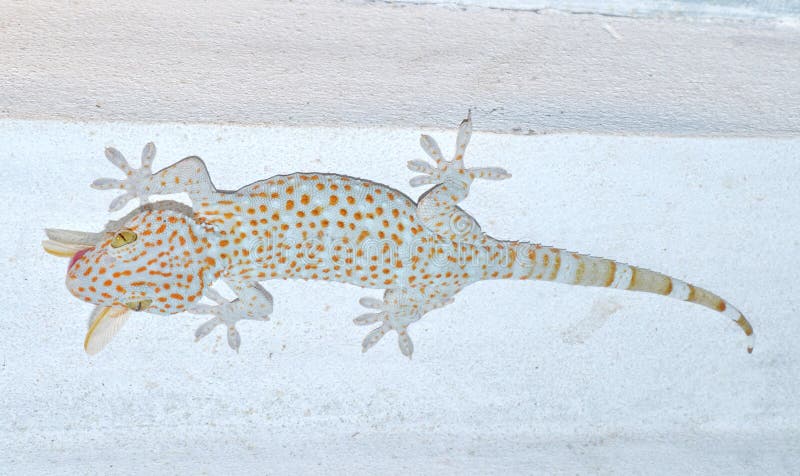 Gekko (Gekkonidae) stock foto. Image of huisdier, schalen - 35766350