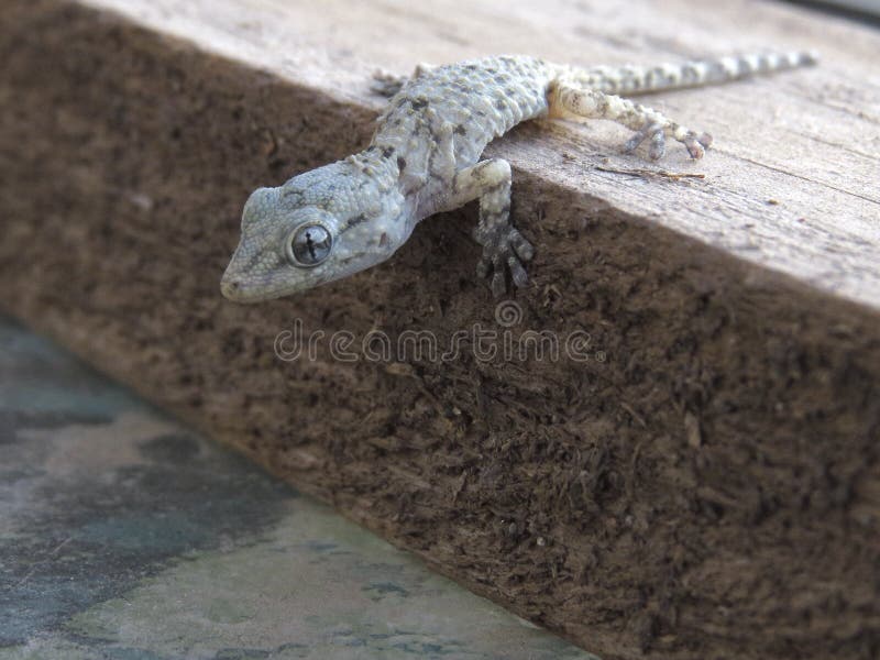 Geko stock image. Image of speedy, small, lovely, nature - 66573945