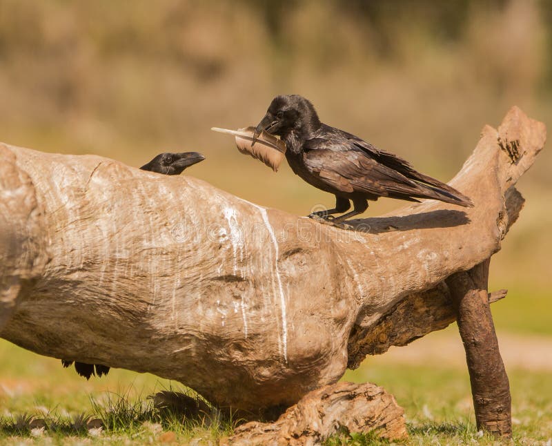 Lustiger Rabe stockbild. Bild von schwarzes, vogel, corvus - 48938441