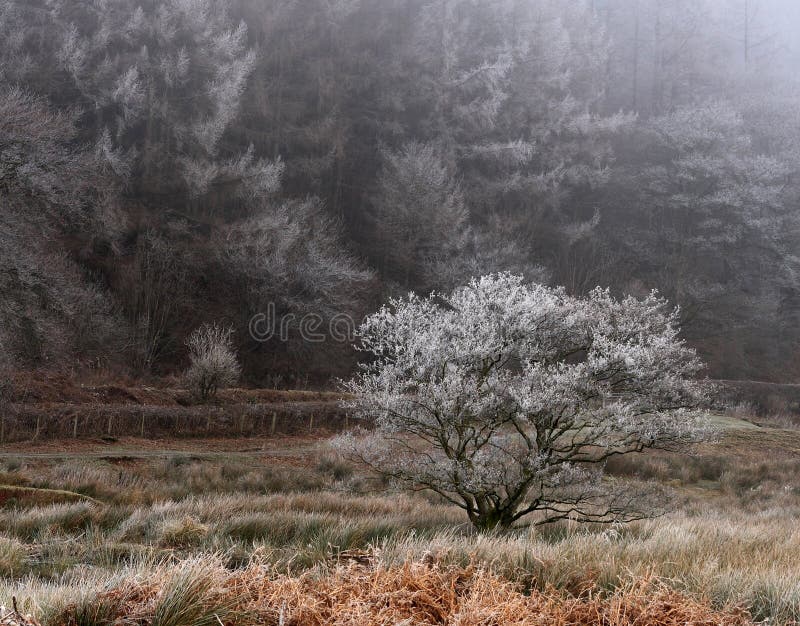 Gel De Hoare Sur Des Arbres Image stock - Image du herbe, glace: 21048143