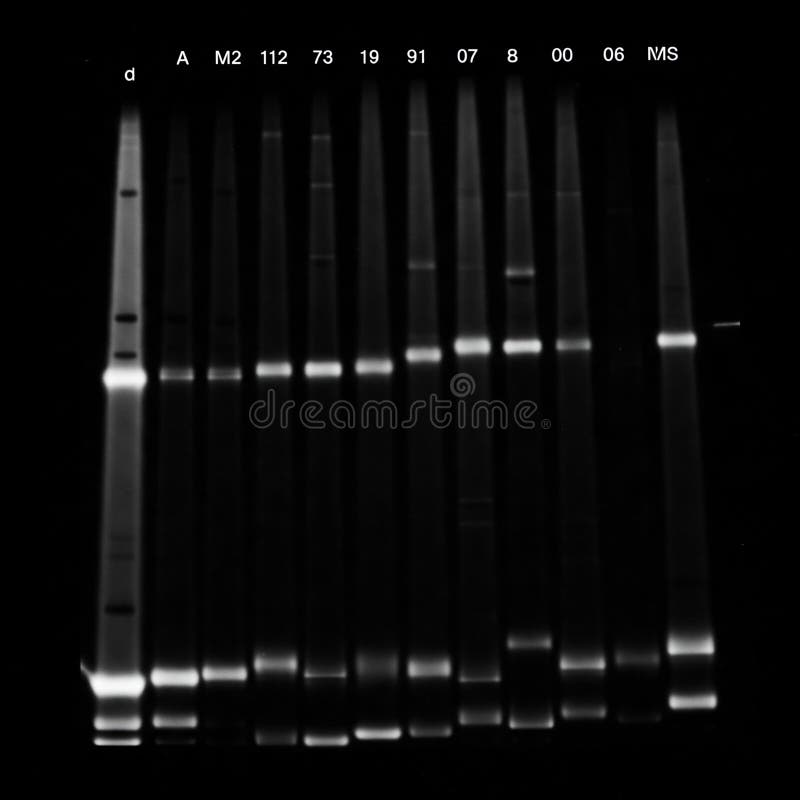 Dna Fra Stock Illustrations – 1 Dna Fra Stock Illustrations, Vectors ...