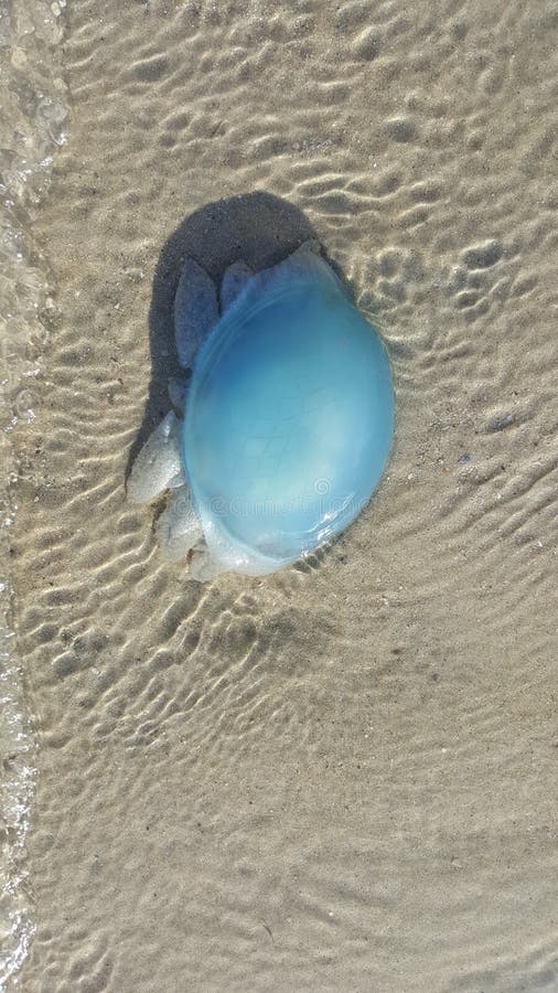 Gel fish stock photo. Image of time, evening, fish, beach - 112353604