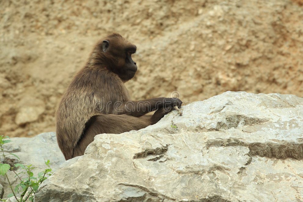 Gelada stock image. Image of africa, monkey, primate - 37242573