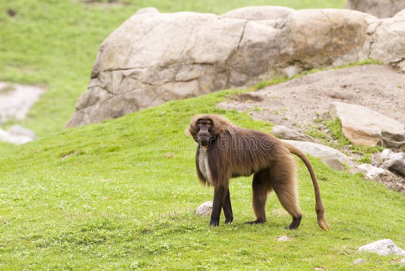 Gelada babian fotografering för bildbyråer. Bild av babian - 34820053