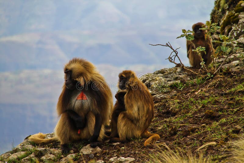 Geladabävianer fotografering för bildbyråer. Bild av band - 32323017
