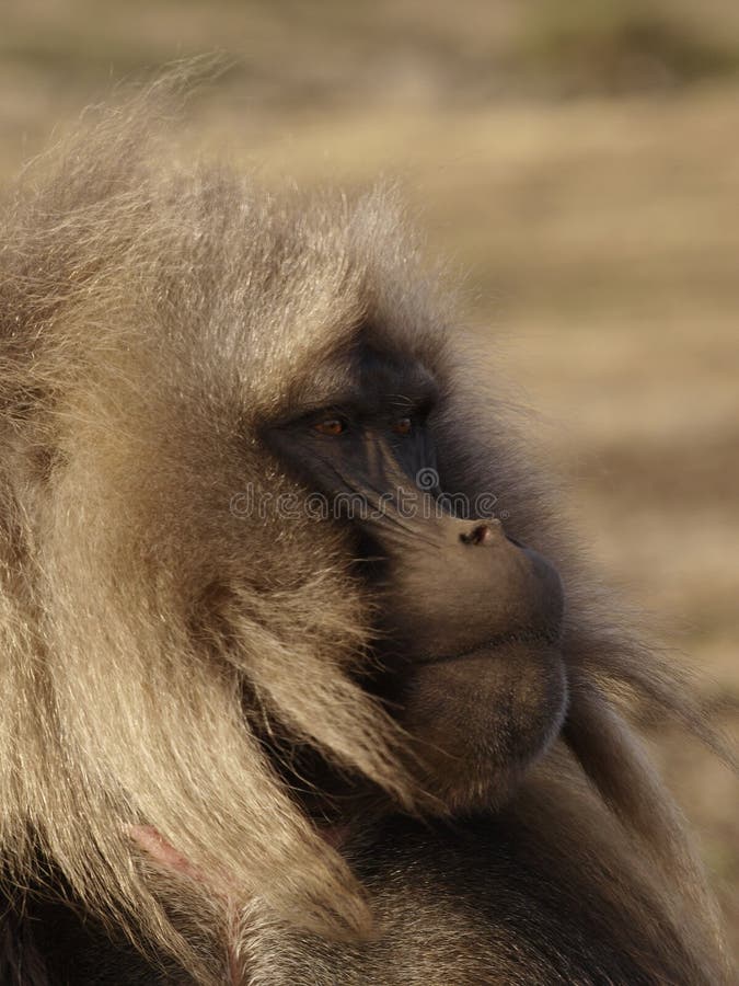 Gelada baboon stock photo. Image of animal, mountain - 20039176
