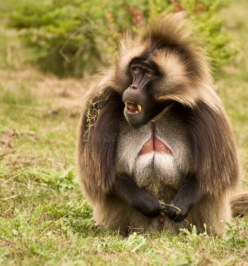 Gelada Baboon stock image. Image of primat, baboons, dashen - 26647125