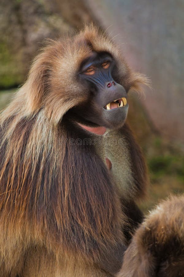 Gelada Baboon stock photo. Image of mountains, geech - 14993138
