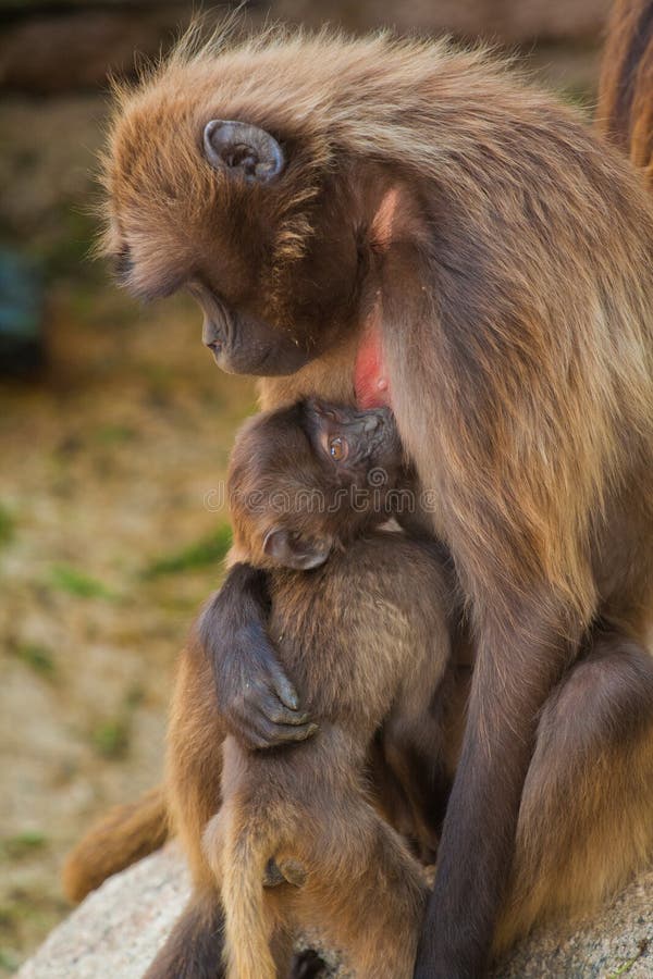 Angry Gelada Baboon stock image. Image of mammal, mountains - 36517955